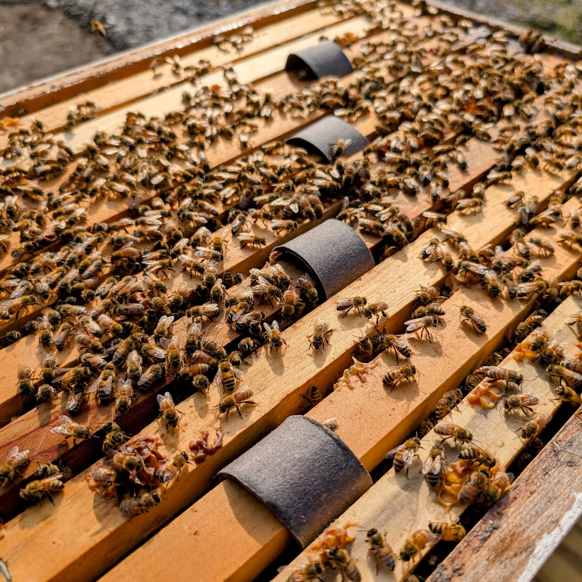 VarroxSan | 60 Pack Strips — Commercial Bee Supply